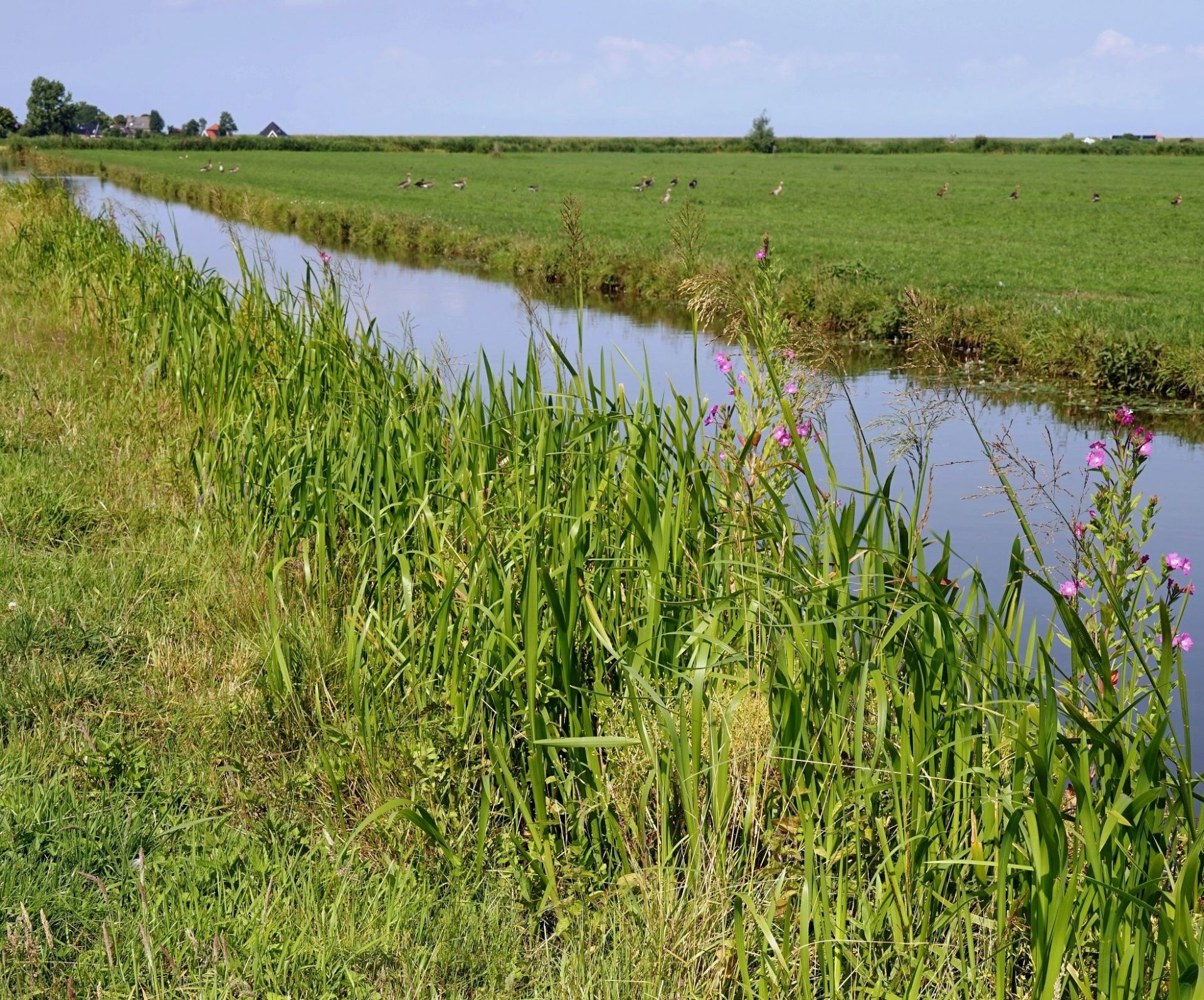 Water, Land & Dijken: Boeren leggen 25 kilometer nieuwe ...