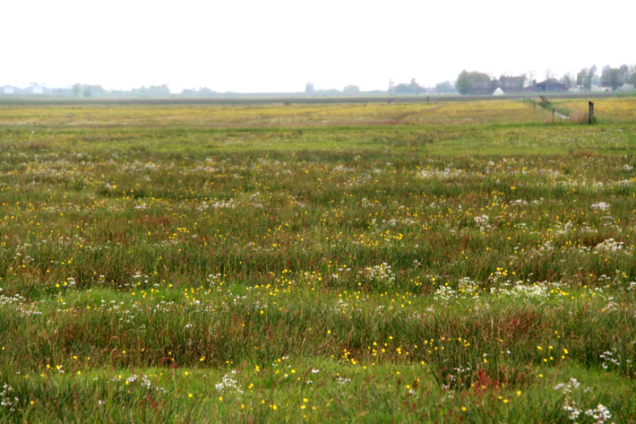 Doe mee met de tweede fotoactie kruidenrijk grasland! - BoerenNatuur